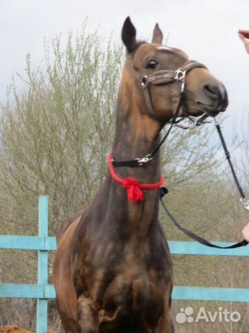 Продаю лошадь