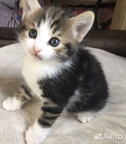 Курильские мальчишки