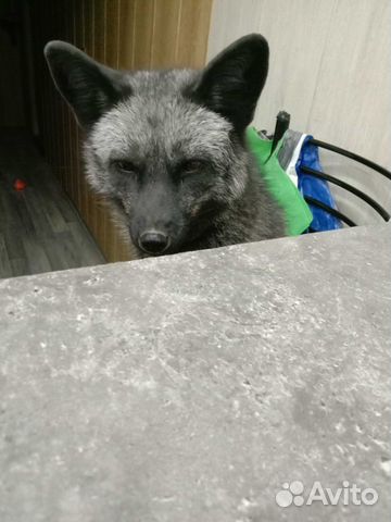 Лиса чернобурая