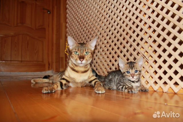 Бенгальцы-нахальцы