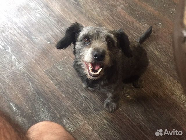 Собака принц дайкий