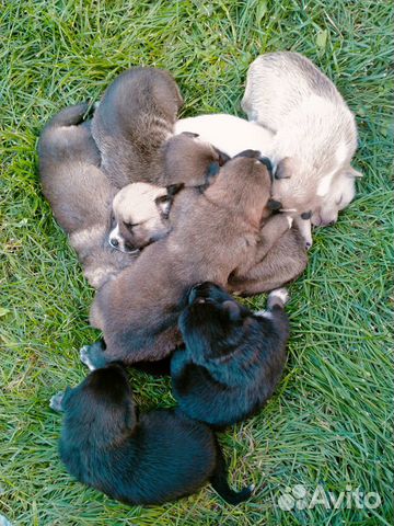 Делюсь своим счастьем