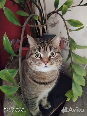 Отдам кота в добрые руки Шотландец Прямоухий
