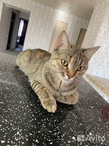 Кошка в добрые руки