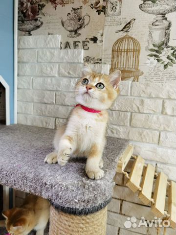 Озорная британская принцесса