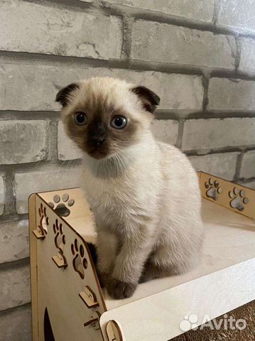 Котенок вислоухий,девочка