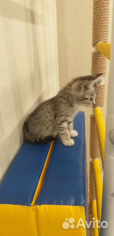 Котята полубританцы