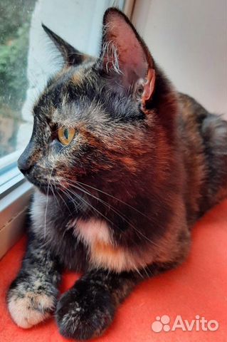 Молодая кошка черепашка в добрые руки