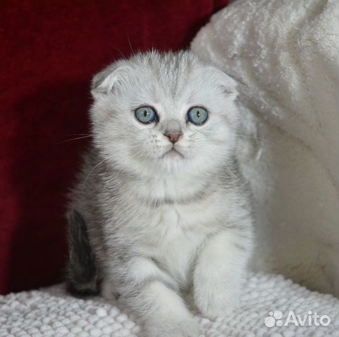 Снежные барсики
