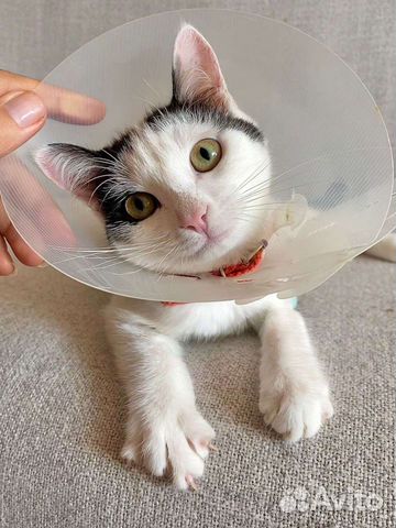 Котик Матвей