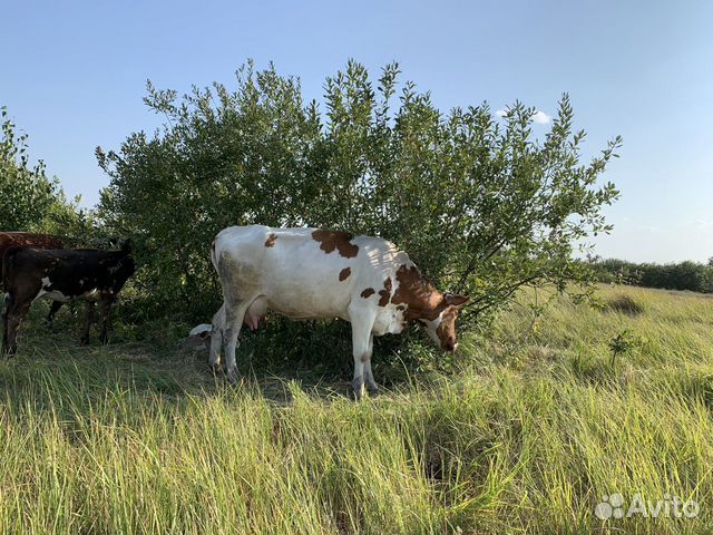 Корова с теленком