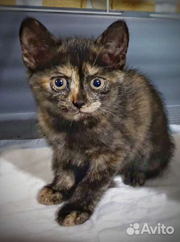 Ласковая кошечка (2,5 мес)