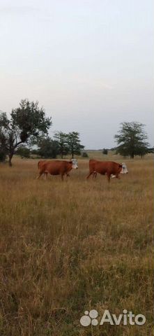 Коровы,тёлки, телята