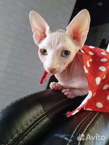 Канадский сфинкс котенок разноглазый