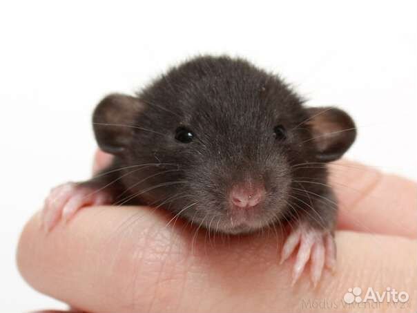 Ручные крысята дамбо