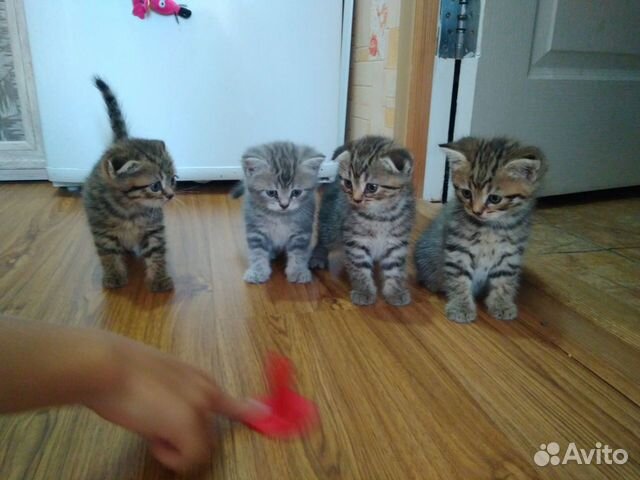 Шотландские вислоухие котята
