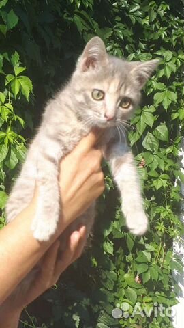 Котенок Элиза 4 месяца с доставкой
