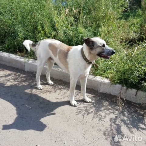 Кобель 2года в дар