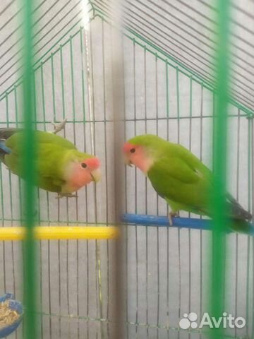 Попугай неразлучники
