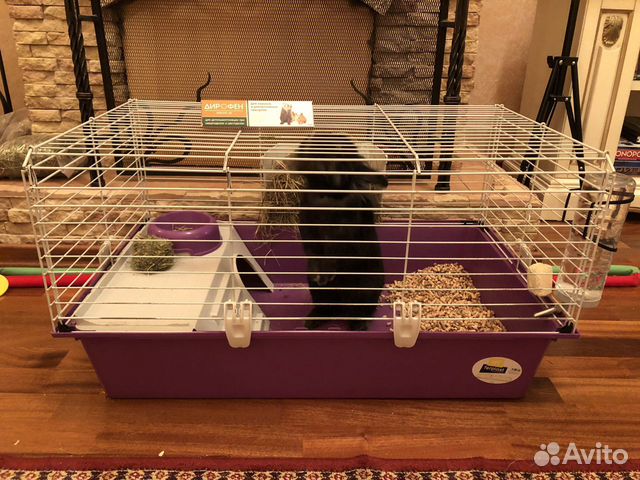 Декоративные кролики