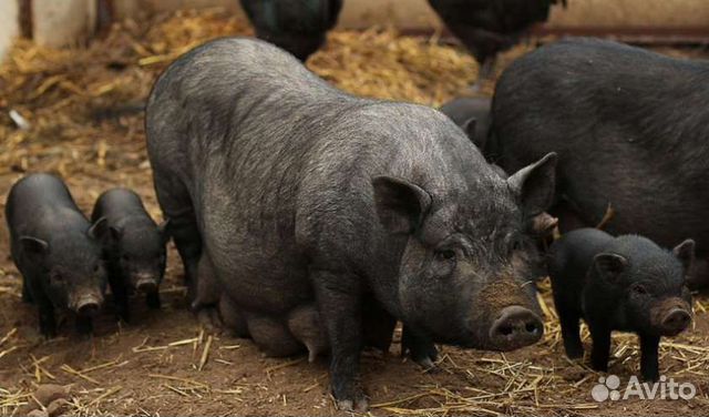 Вислобрюхие поросята семьей