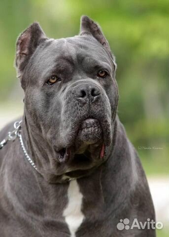 Кане корсо - мощь красота и грация