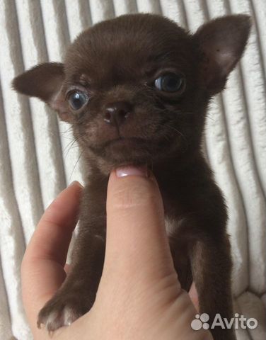 Шоколадная кукляшка