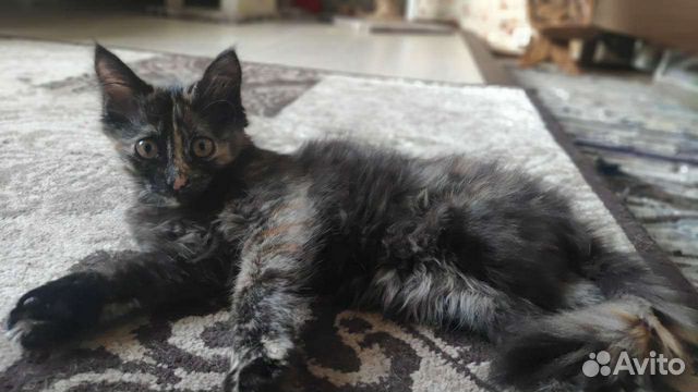 Котята