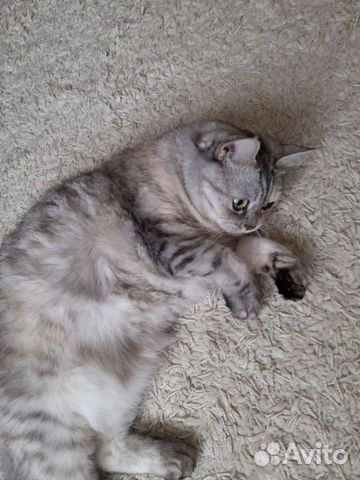 Кошка в дар