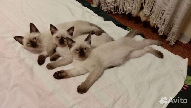 Сиамская кошка