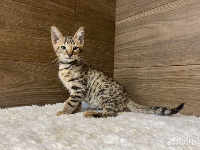 Котик саванна Рамазан
