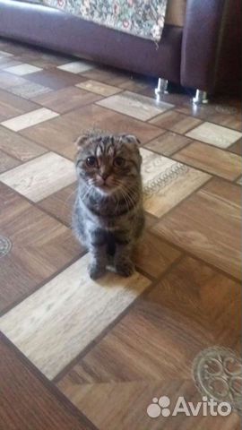 Шотландская вислоухая