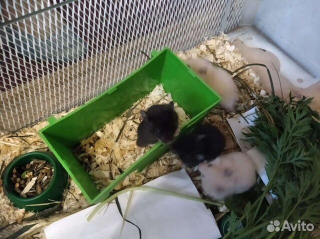 Сирийский хомяк