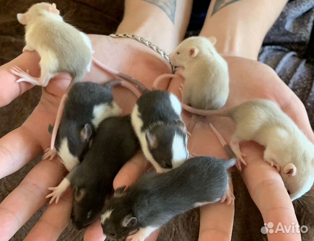 Крысята Дамбо Хаски