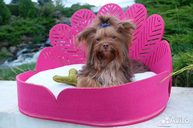 Мини Шоколадный Мальчик