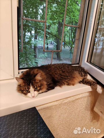 Сибирский котик вязка