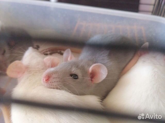 Декоративная крыса