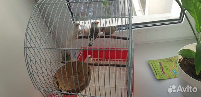 Зебровые амадины