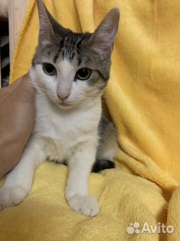 Котенок-белочка 2, месяца