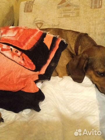 Такса бесплатно