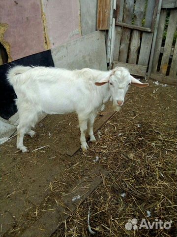 Козел покрытие