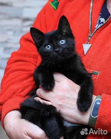Котенок Балу 3 мес