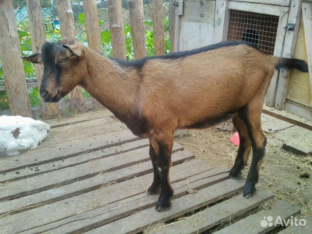 Козел на мясо