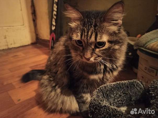 Кошка (Маська, Машка)