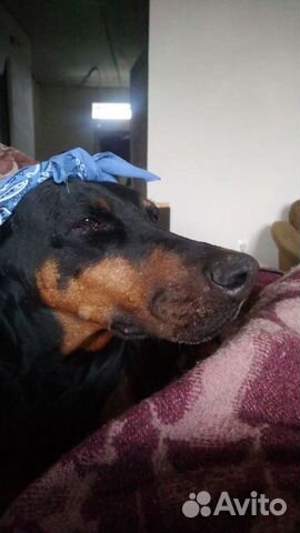 Бойцовские котята