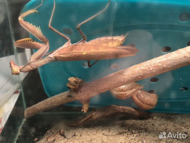 Богомол индийский древесный и оотеки