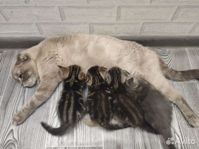 Британские котята