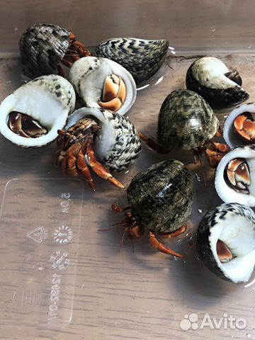 Rugosus, brevimanus, hermit crab
