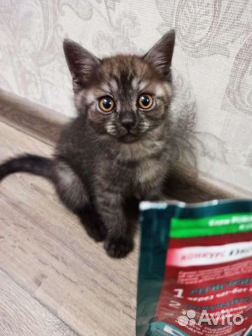 Кошечка в добрые руки, возраст 1,5 м. Мама британк