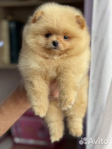 Померанский шпиц малыш Пончик